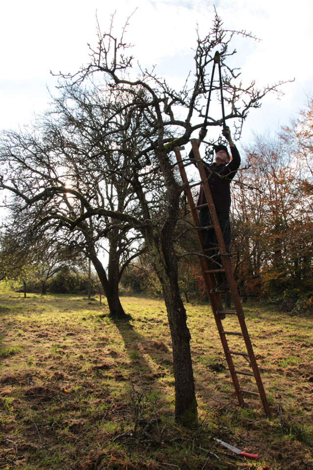 orchard-pruning | Liz Milner
